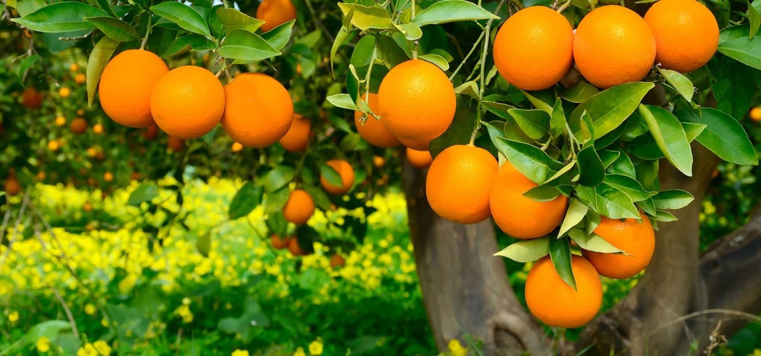 Agro Egypt for agricultural products (Ghallab) - Citrus Export Company ...